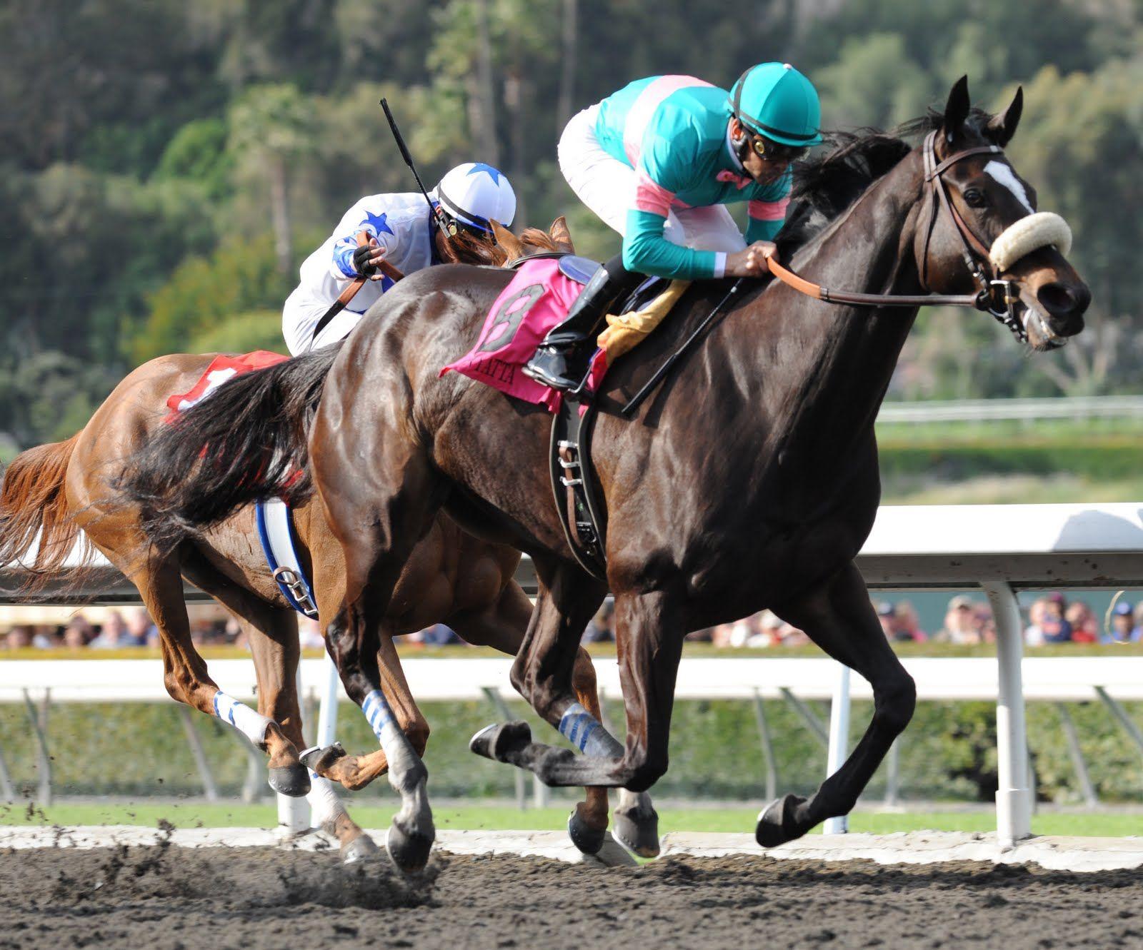 Racehorse Wallpapers - Top Free Racehorse Backgrounds - WallpaperAccess