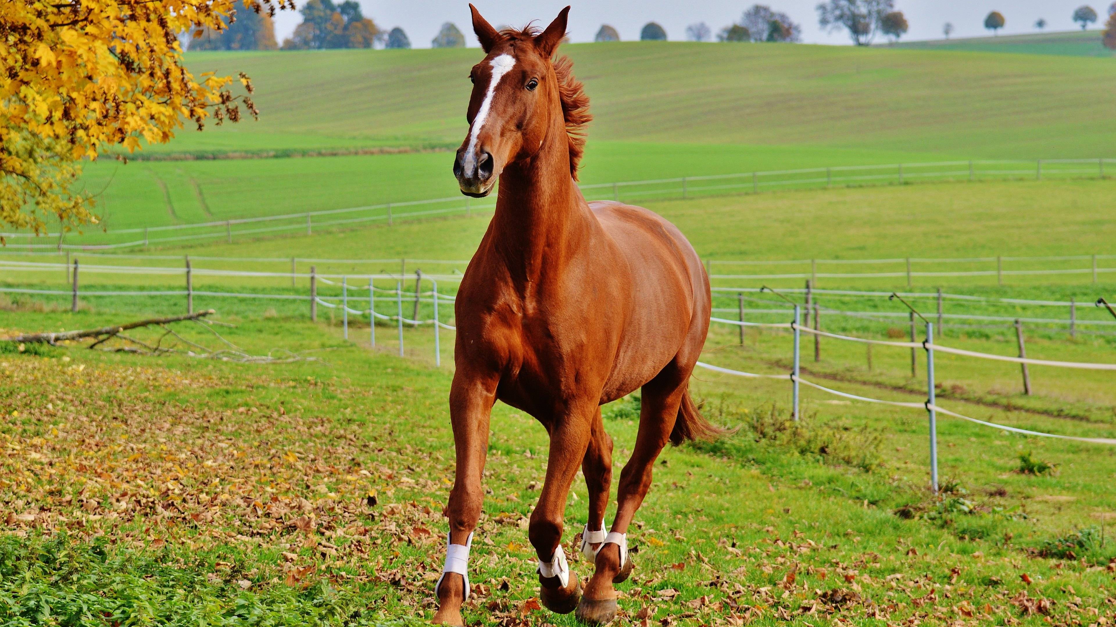 Racehorse Wallpapers - Top Free Racehorse Backgrounds - WallpaperAccess