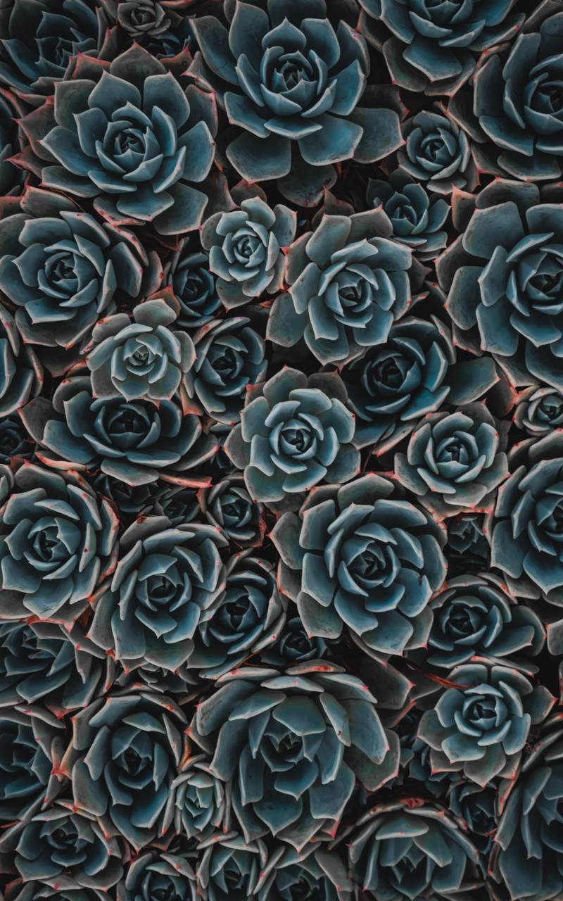 Cairokee Wallpapers - Top Free Cairokee Backgrounds - WallpaperAccess