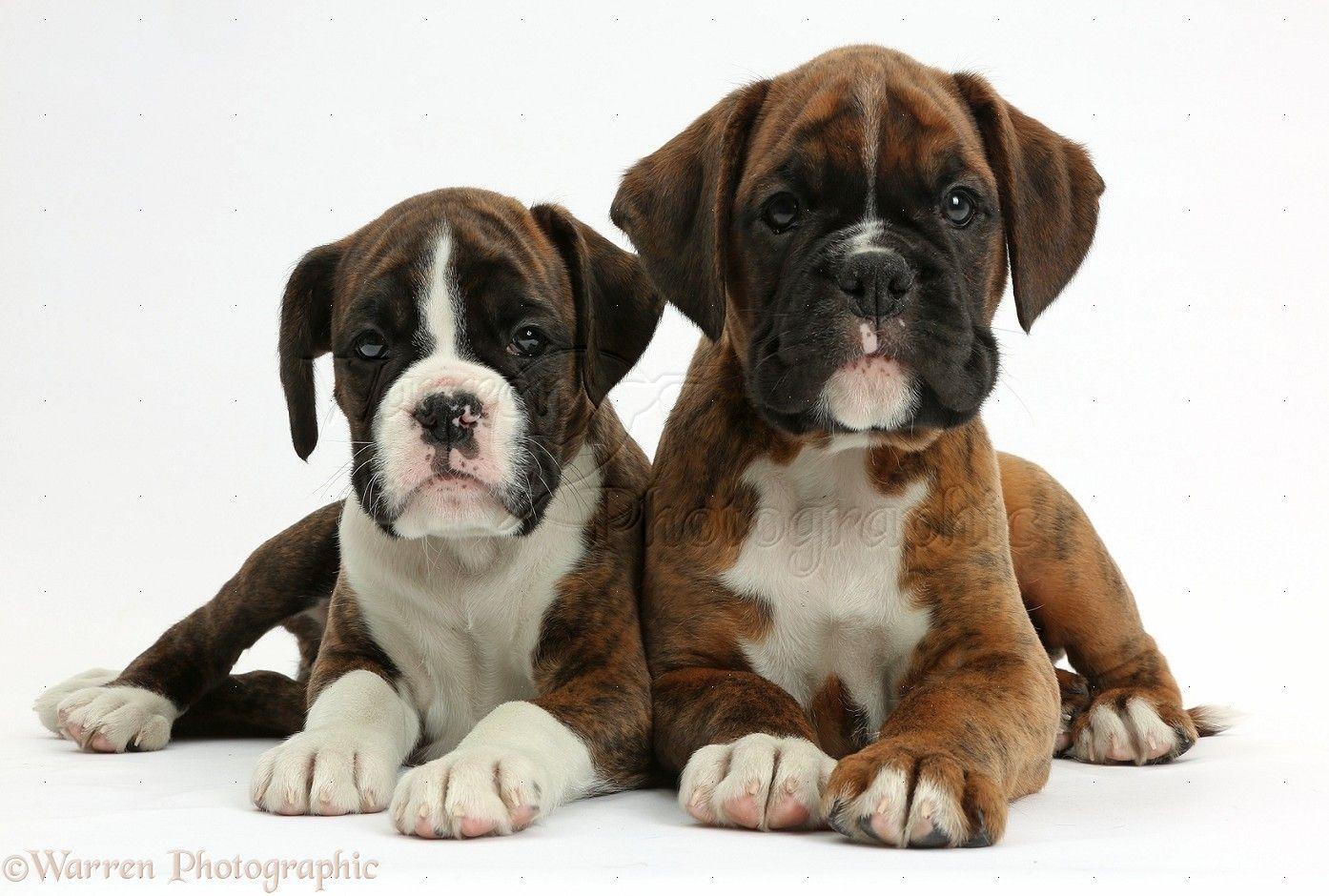 Boxer Puppy Wallpapers - Top Free Boxer Puppy Backgrounds - WallpaperAccess