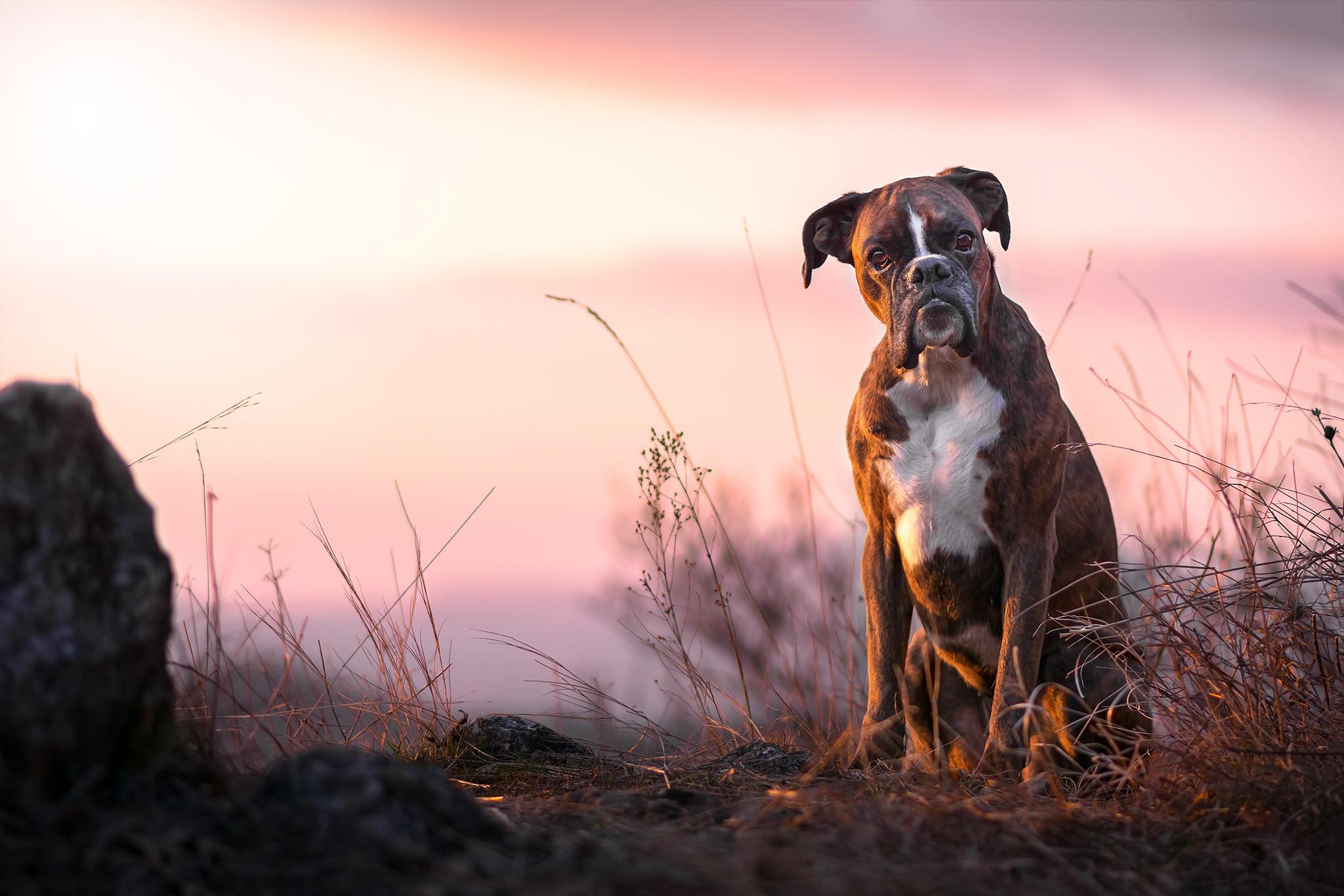 Boxer Puppy Wallpapers - Top Free Boxer Puppy Backgrounds - WallpaperAccess