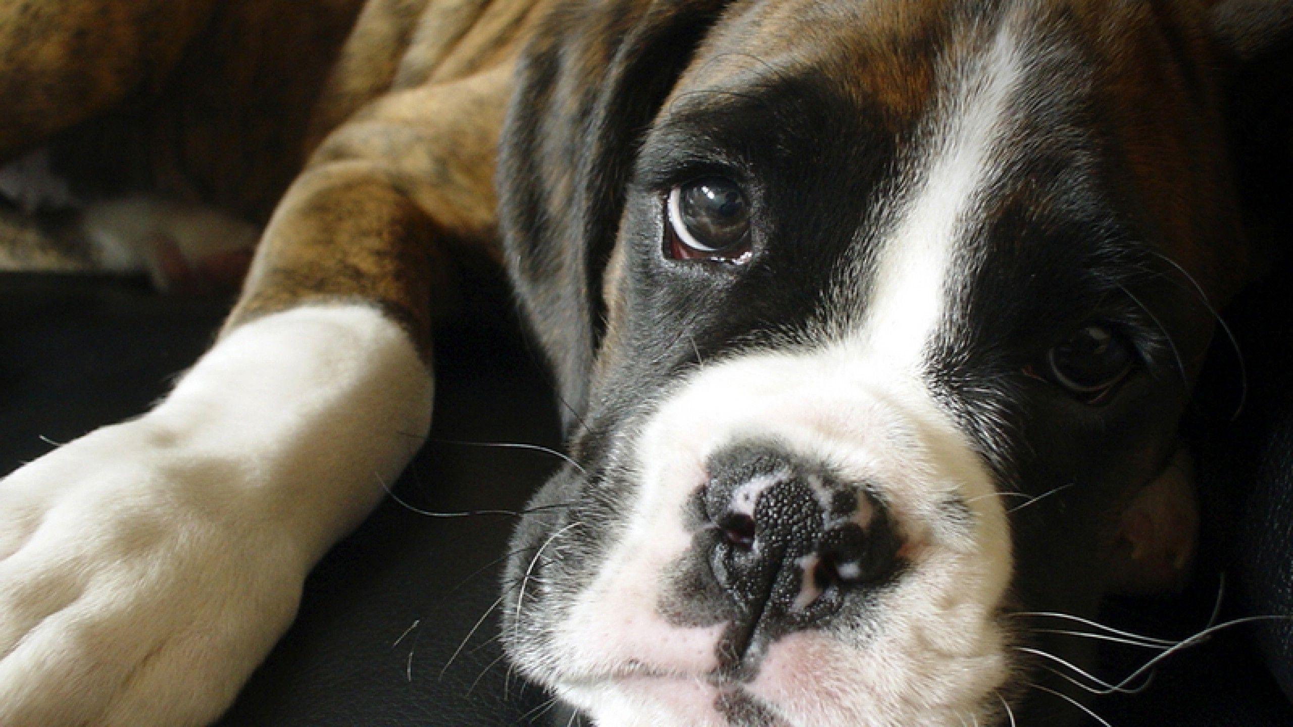 Boxer Puppy Wallpapers - Top Free Boxer Puppy Backgrounds - WallpaperAccess