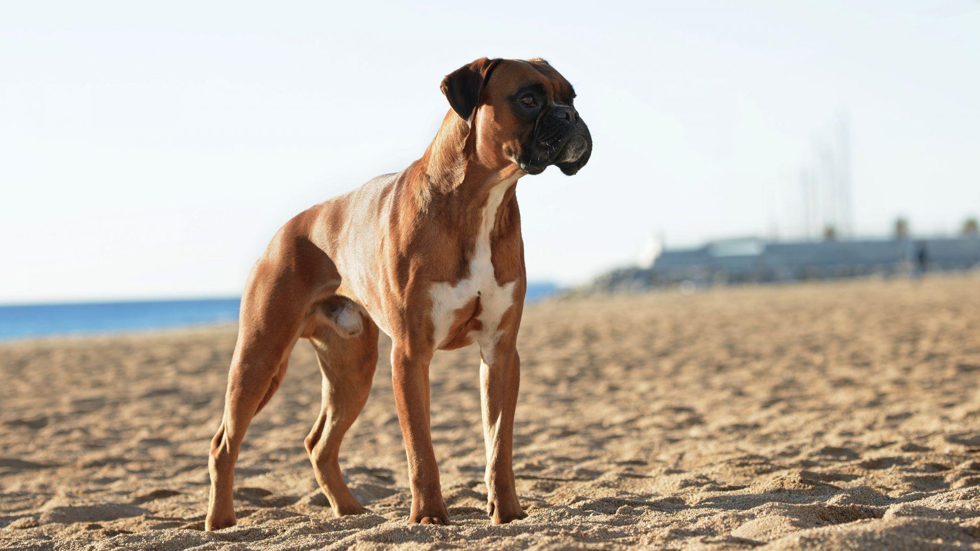 Boxer Puppy Wallpapers - Top Free Boxer Puppy Backgrounds - WallpaperAccess