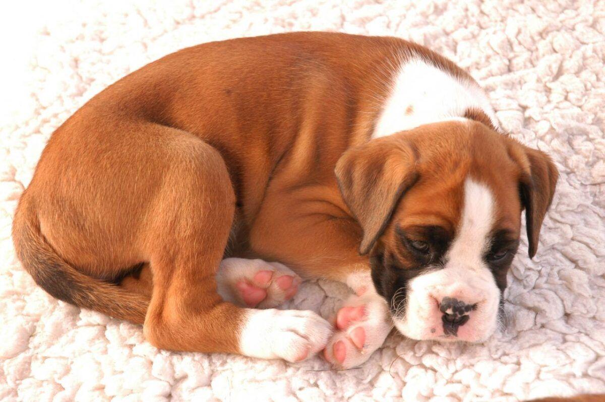 Boxer Puppy Wallpapers - Top Free Boxer Puppy Backgrounds - WallpaperAccess