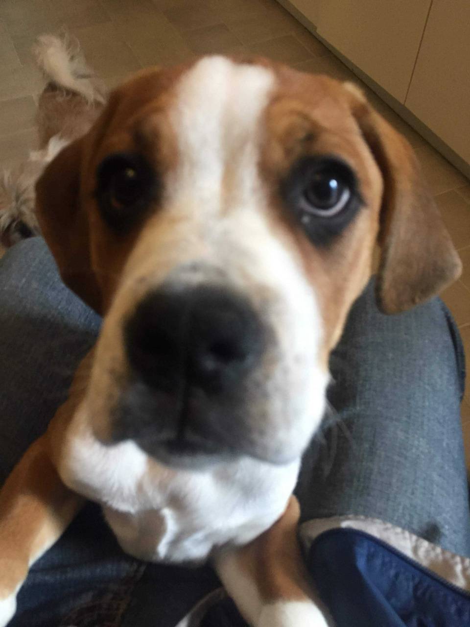 Boxer Puppy Wallpapers - Top Free Boxer Puppy Backgrounds - WallpaperAccess