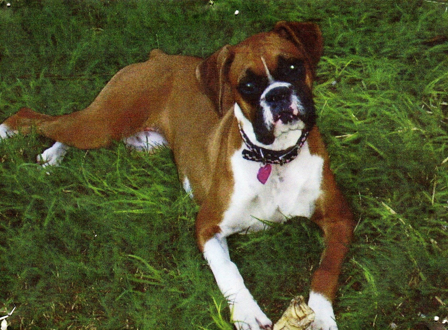 Boxer Puppy Wallpapers - Top Free Boxer Puppy Backgrounds - WallpaperAccess