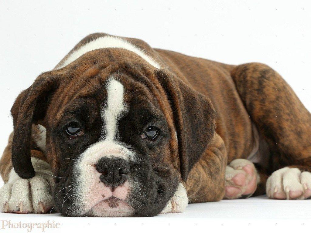 Boxer Puppy Wallpapers - Top Free Boxer Puppy Backgrounds - WallpaperAccess