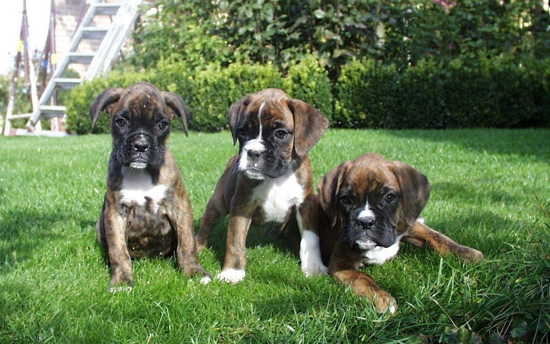Boxer Puppy Wallpapers - Top Free Boxer Puppy Backgrounds - WallpaperAccess
