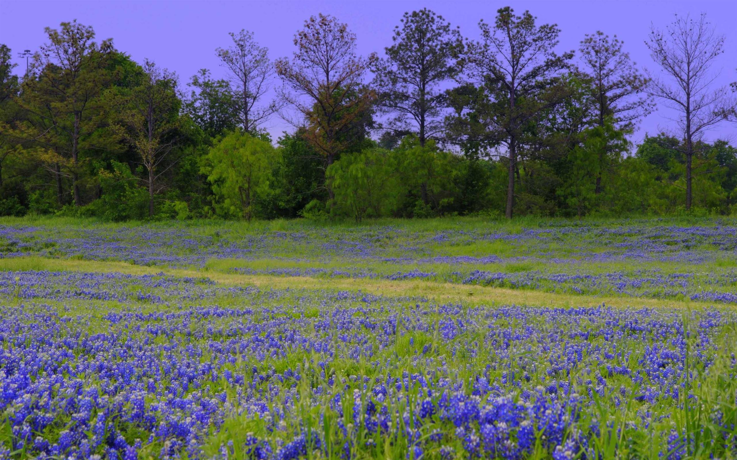 Texas Bluebonnets Wallpapers - Top Free Texas Bluebonnets Backgrounds ...