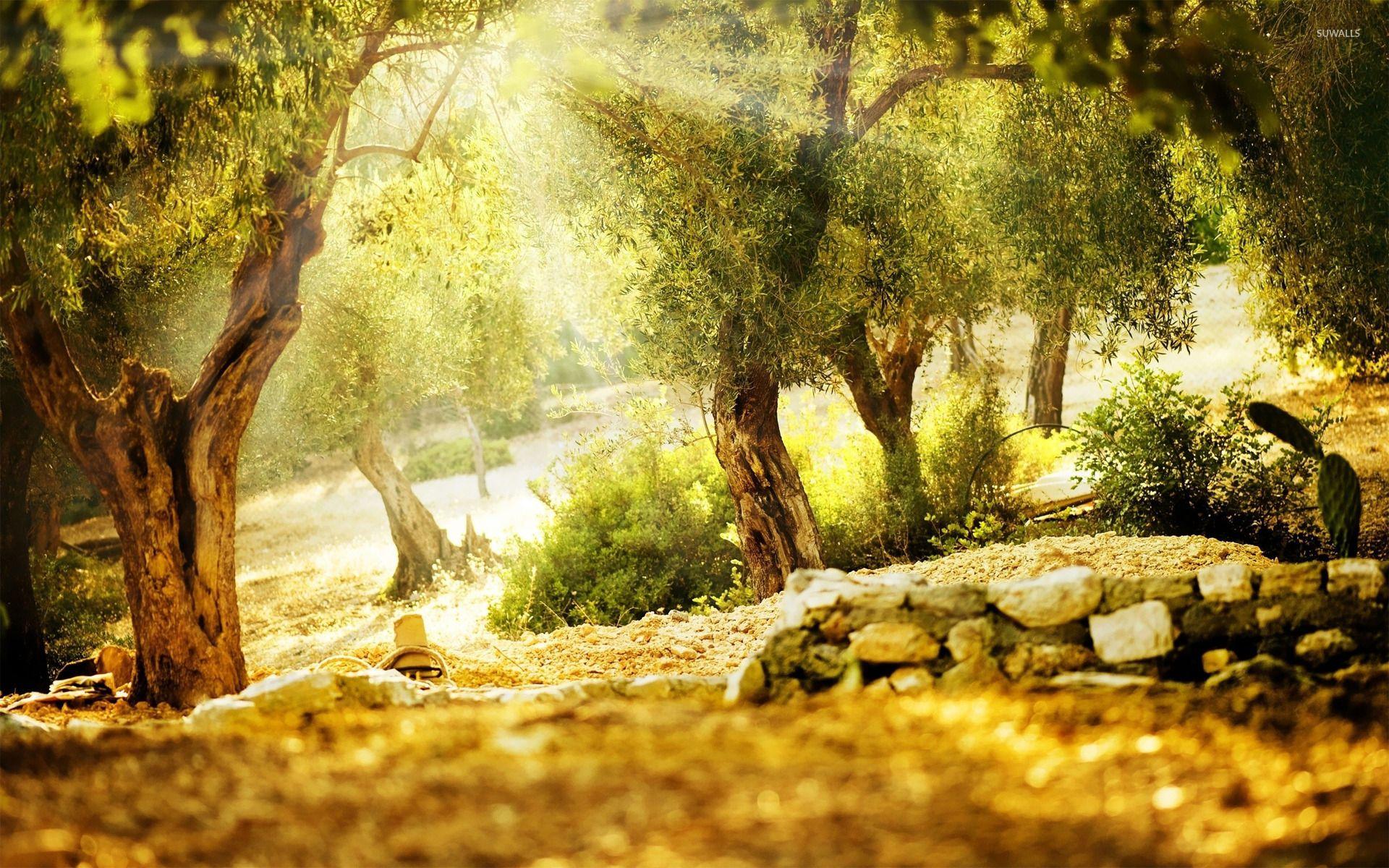 Sunny Nature Wallpapers - Top Free Sunny Nature Backgrounds ...