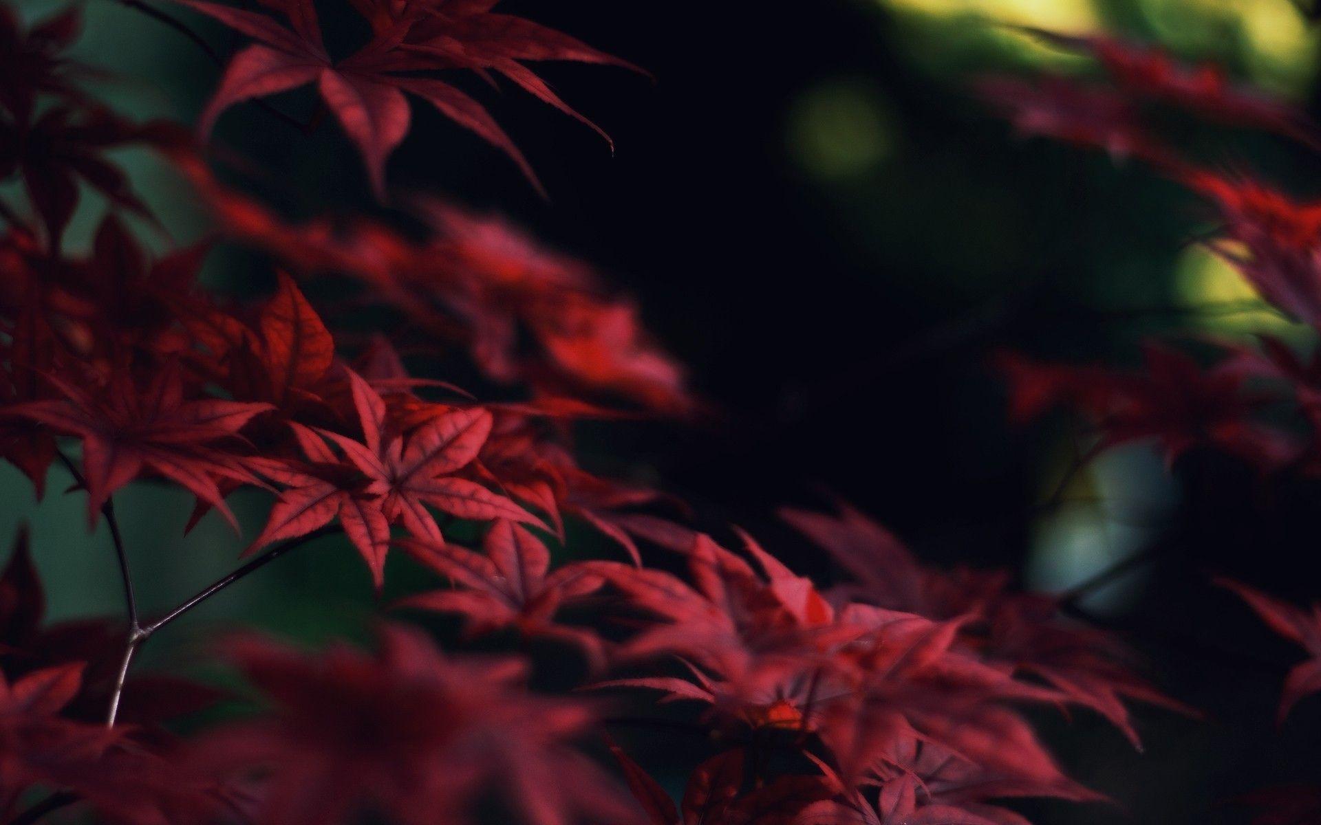 Red Leaf Wallpapers - Top Free Red Leaf Backgrounds - WallpaperAccess