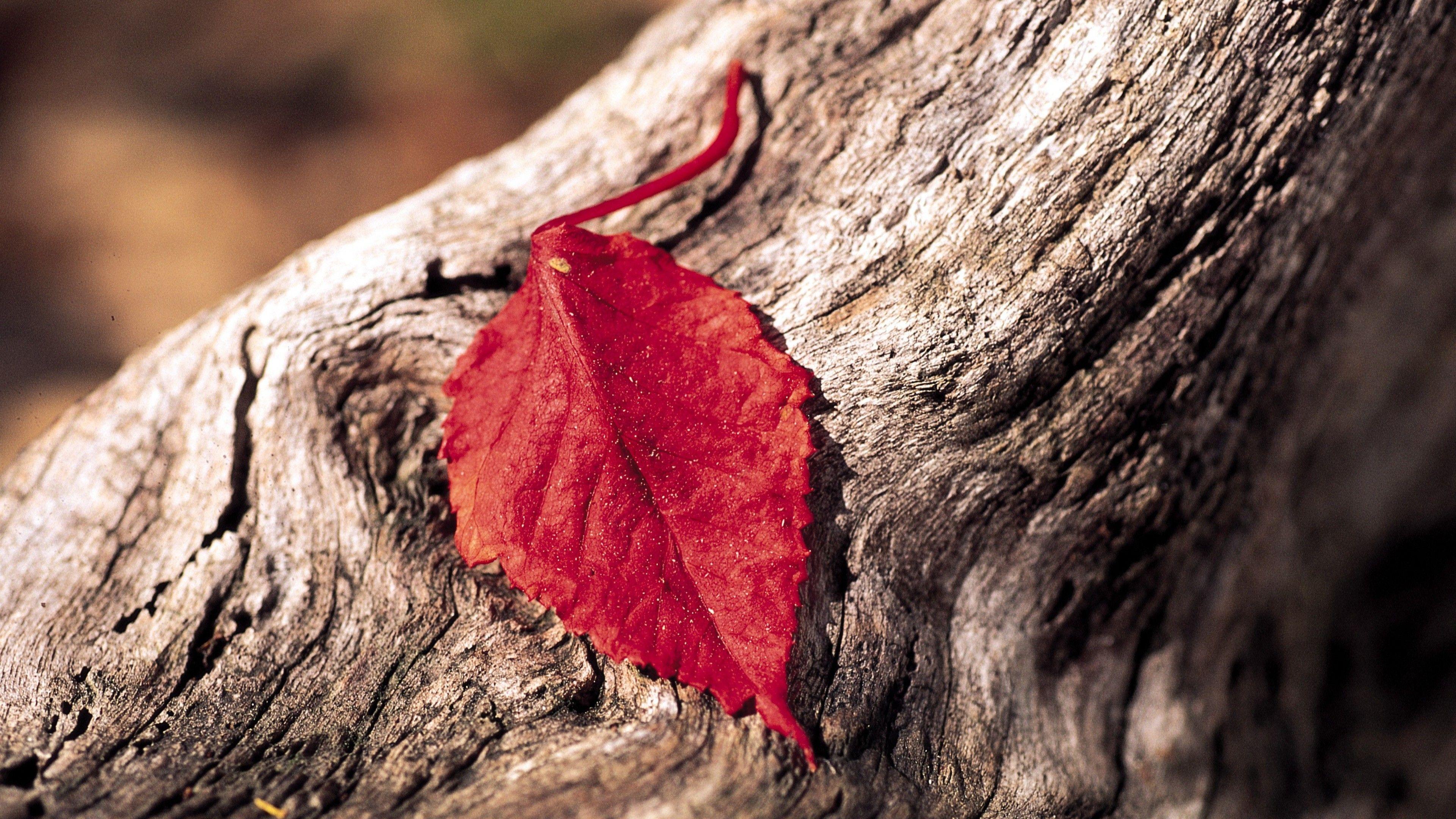 Red Leaf Wallpapers - Top Free Red Leaf Backgrounds - WallpaperAccess