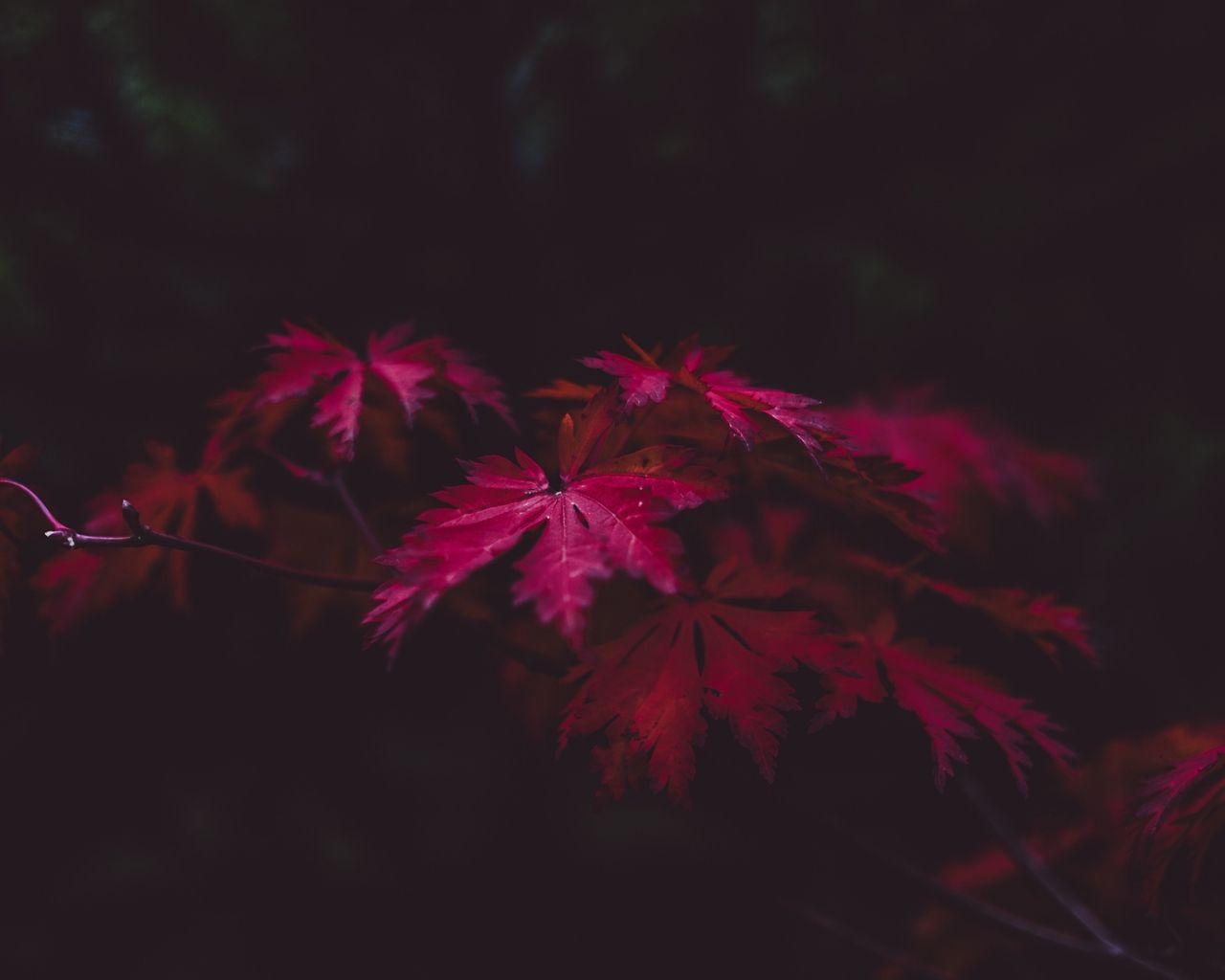 Red Leaf Wallpapers - Top Free Red Leaf Backgrounds - WallpaperAccess