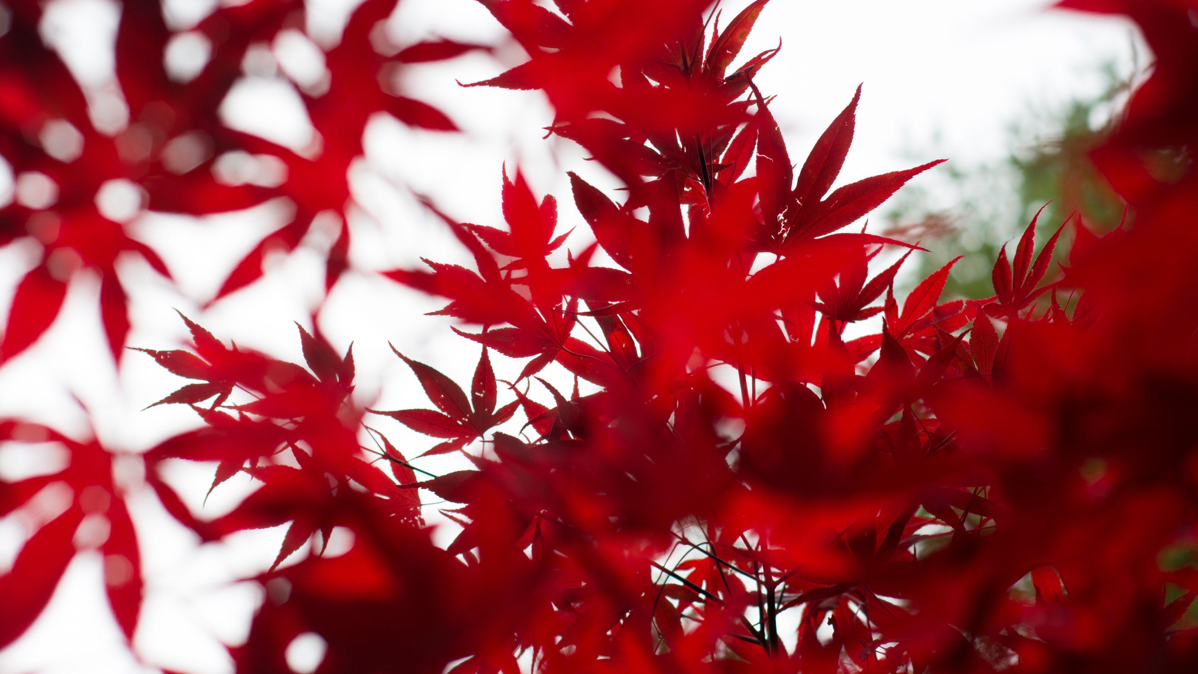 Red Leaf Wallpapers - Top Free Red Leaf Backgrounds - WallpaperAccess