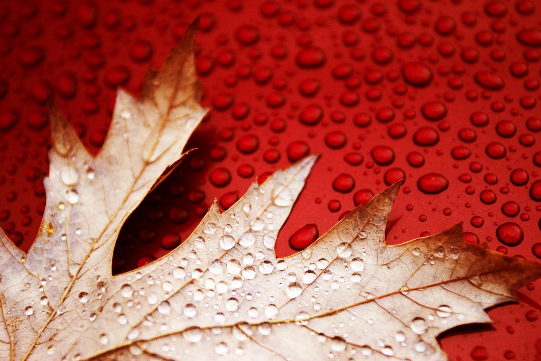 Red Leaf Wallpapers - Top Free Red Leaf Backgrounds - WallpaperAccess