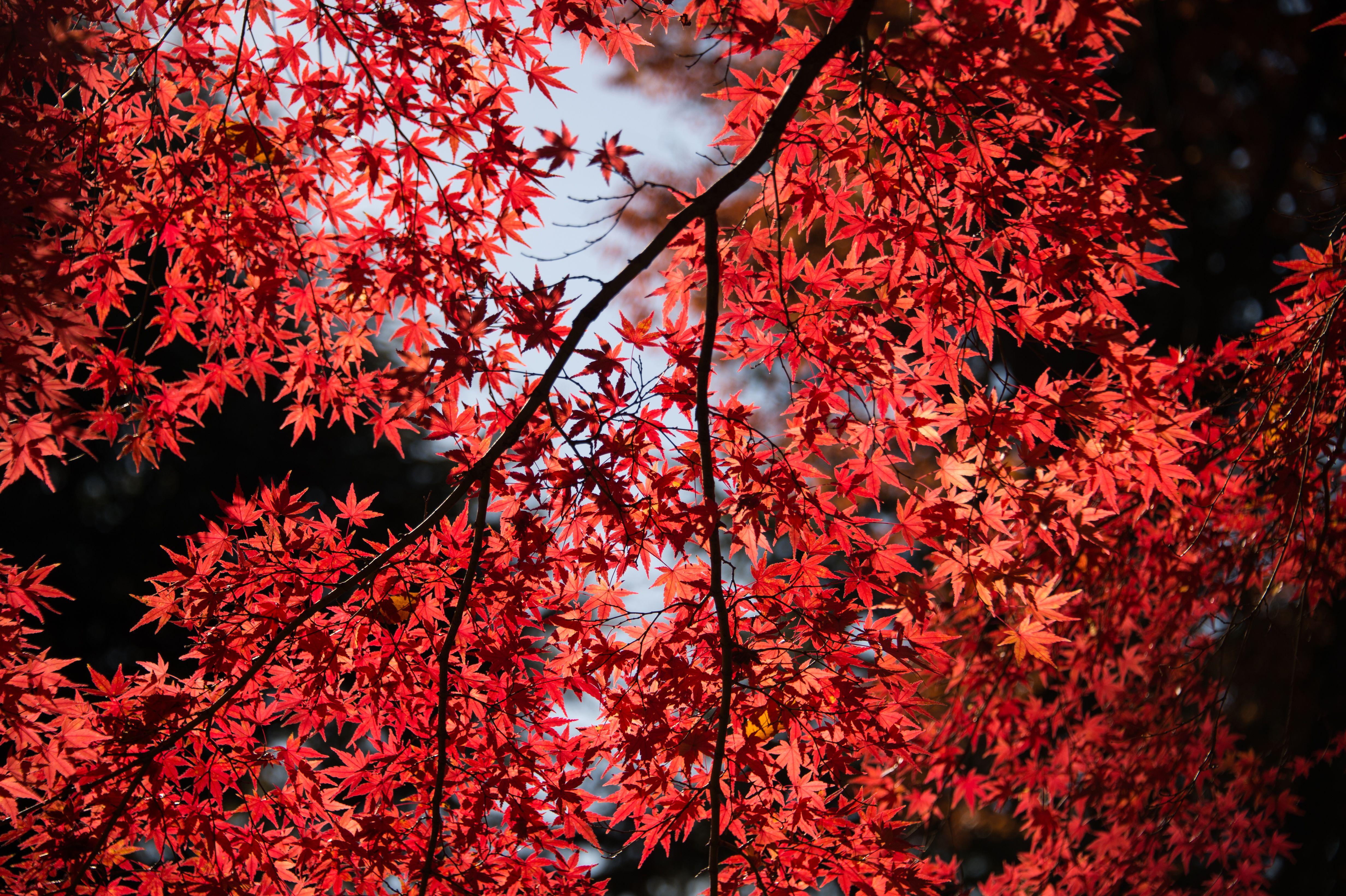 Red Leaf Wallpapers - Top Free Red Leaf Backgrounds - WallpaperAccess