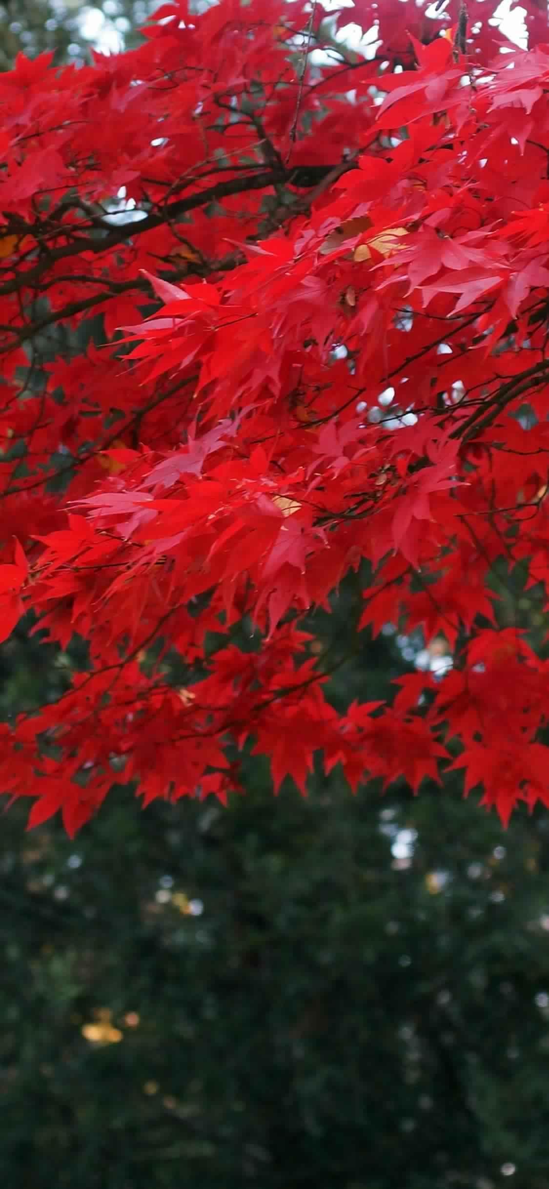 Red Leaf Wallpapers - Top Free Red Leaf Backgrounds - WallpaperAccess