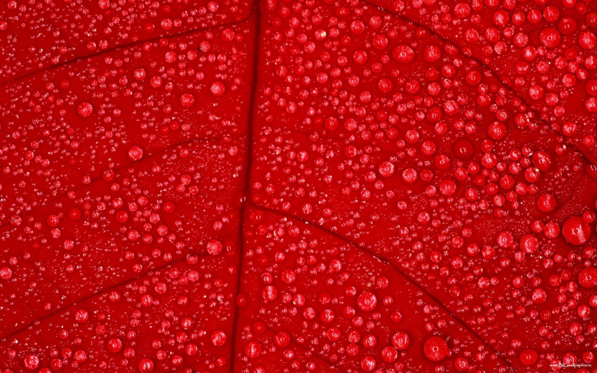 Red Leaf Wallpapers - Top Free Red Leaf Backgrounds - WallpaperAccess
