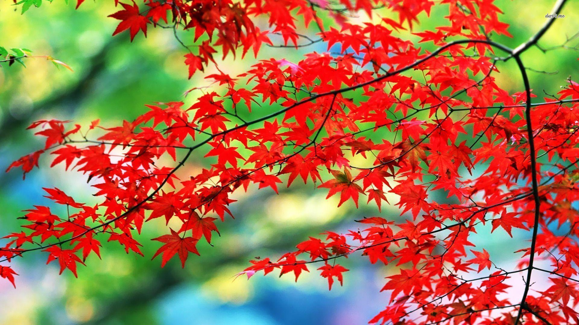Red Leaf Wallpapers - Top Free Red Leaf Backgrounds - WallpaperAccess