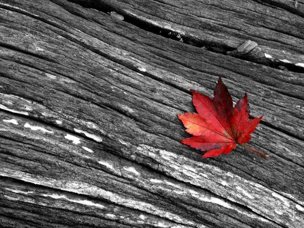 Red Leaf Wallpapers - Top Free Red Leaf Backgrounds - WallpaperAccess