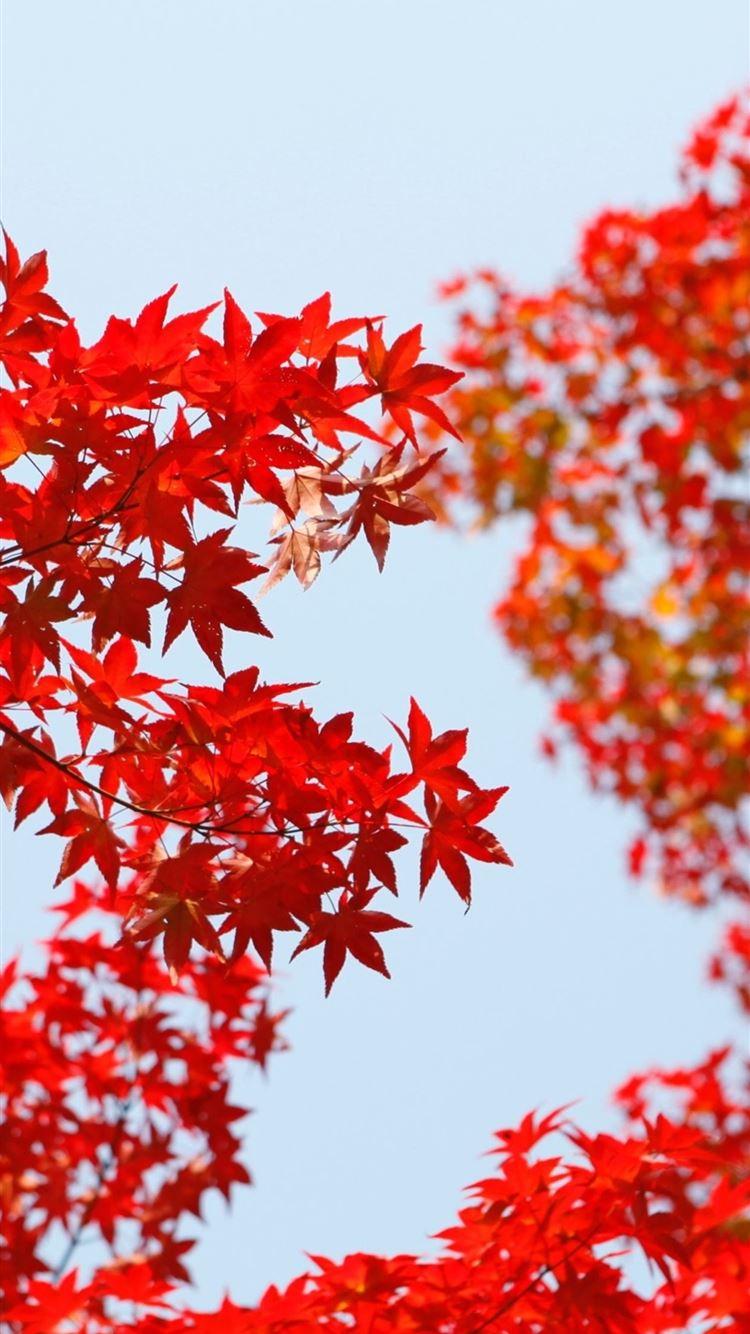 Red Leaf Wallpapers - Top Free Red Leaf Backgrounds - WallpaperAccess