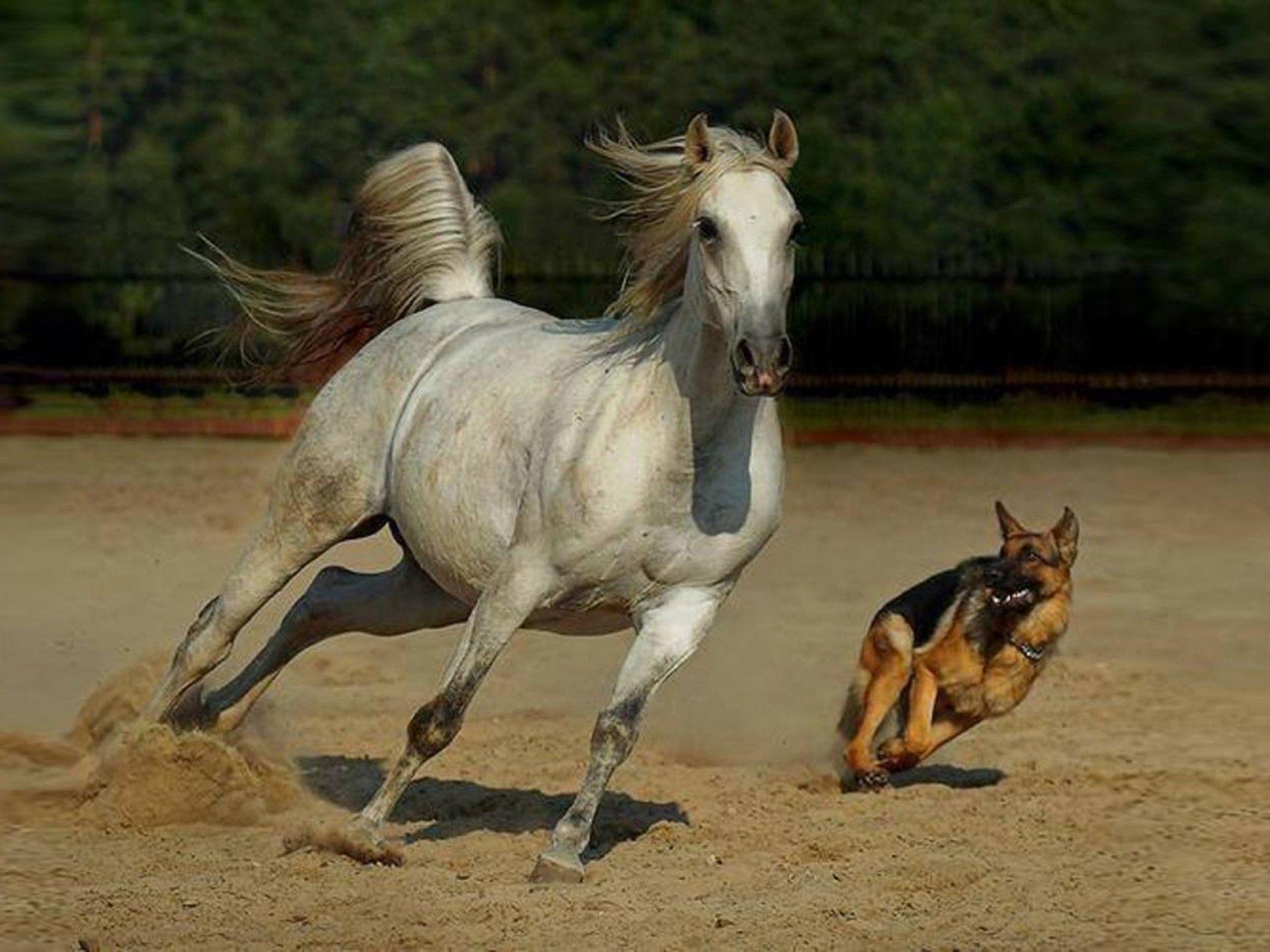 Horse and Dog Wallpapers - Top Free Horse and Dog Backgrounds ...