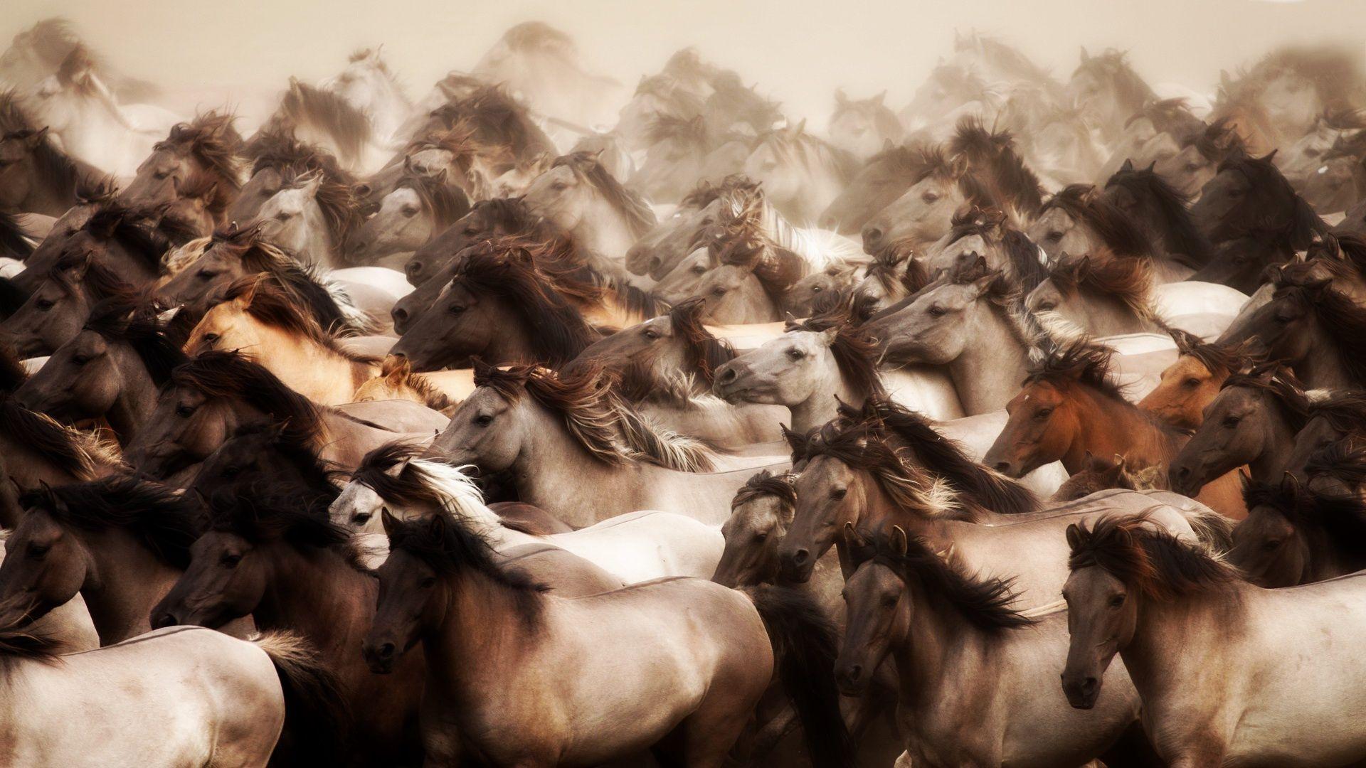 1920X1080 Horse Wallpapers - Top Free 1920X1080 Horse Backgrounds ...