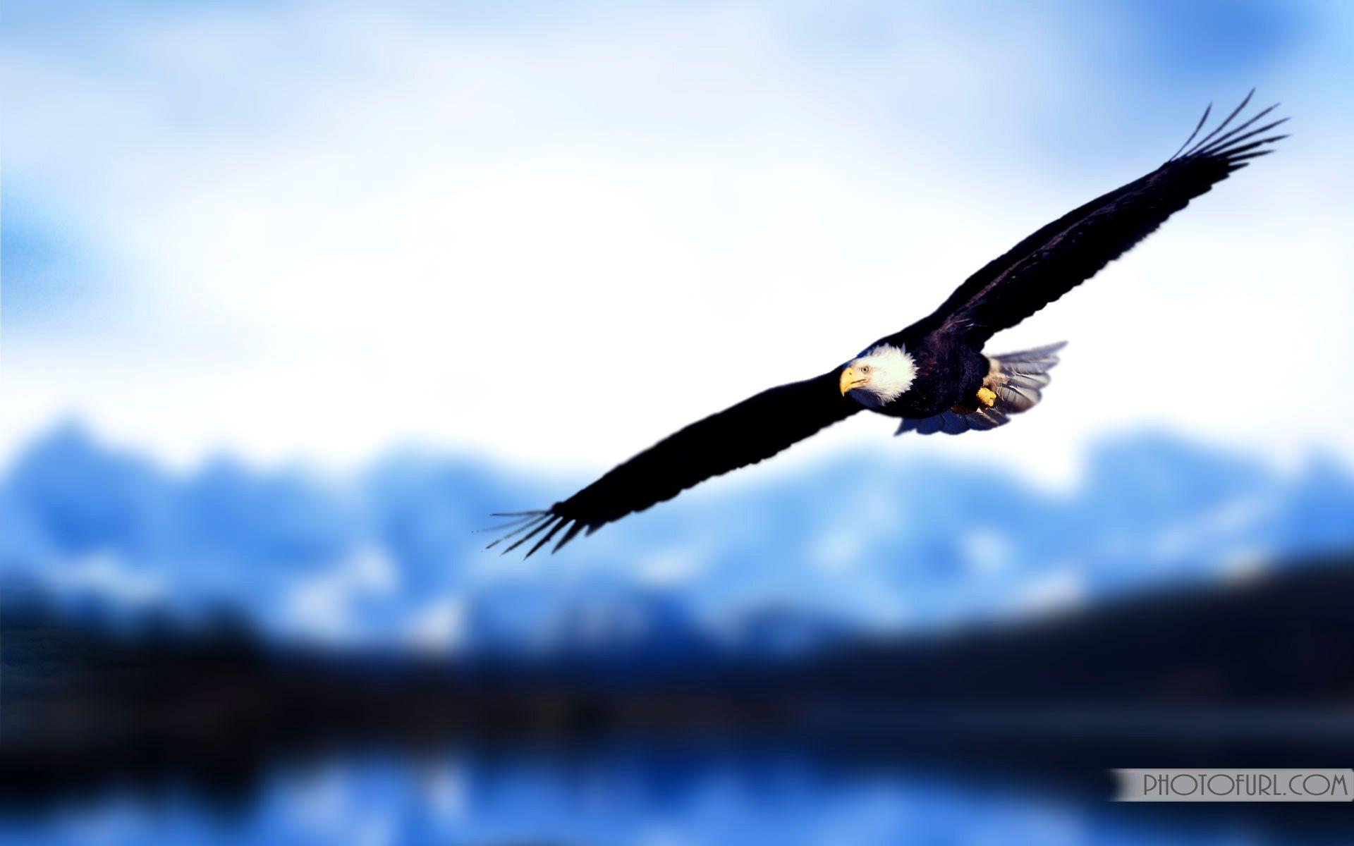Eagle Flying Wallpapers - Top Free Eagle Flying Backgrounds - WallpaperAccess