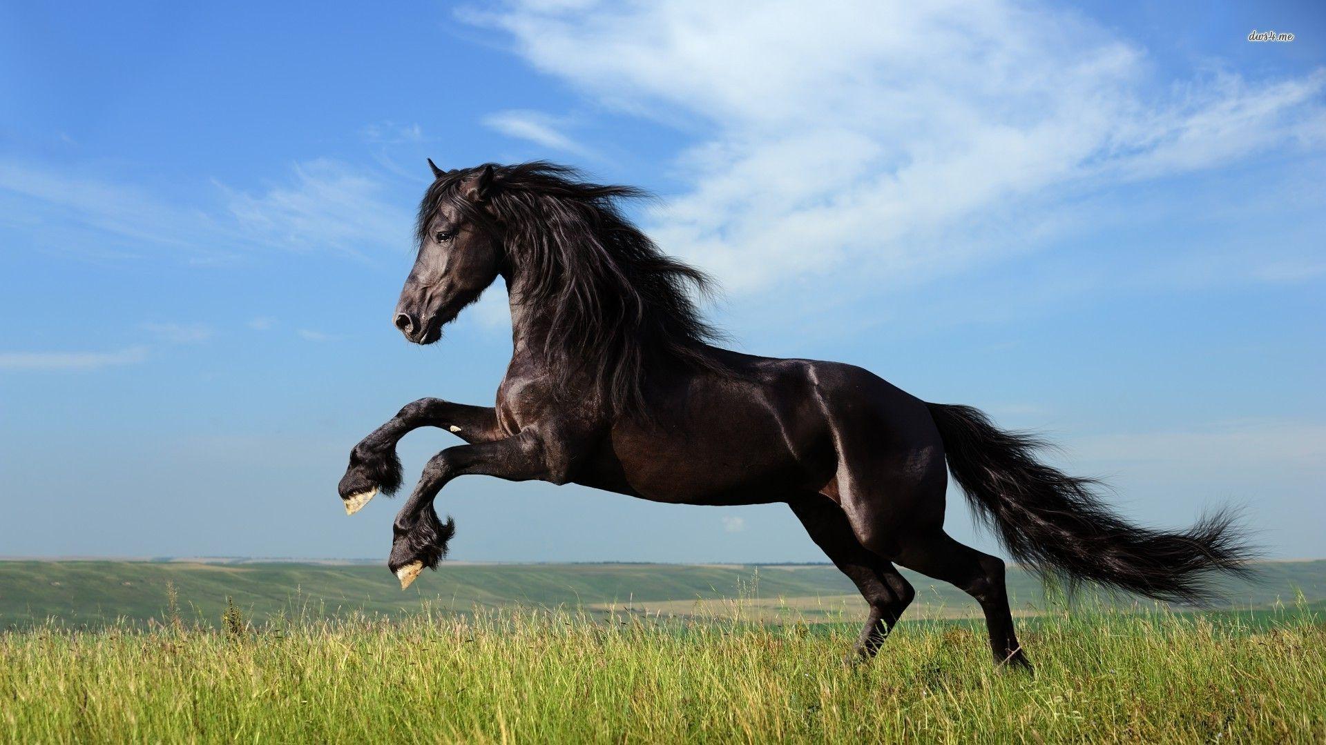 Black Stallion Wallpapers - Top Free Black Stallion Backgrounds ...