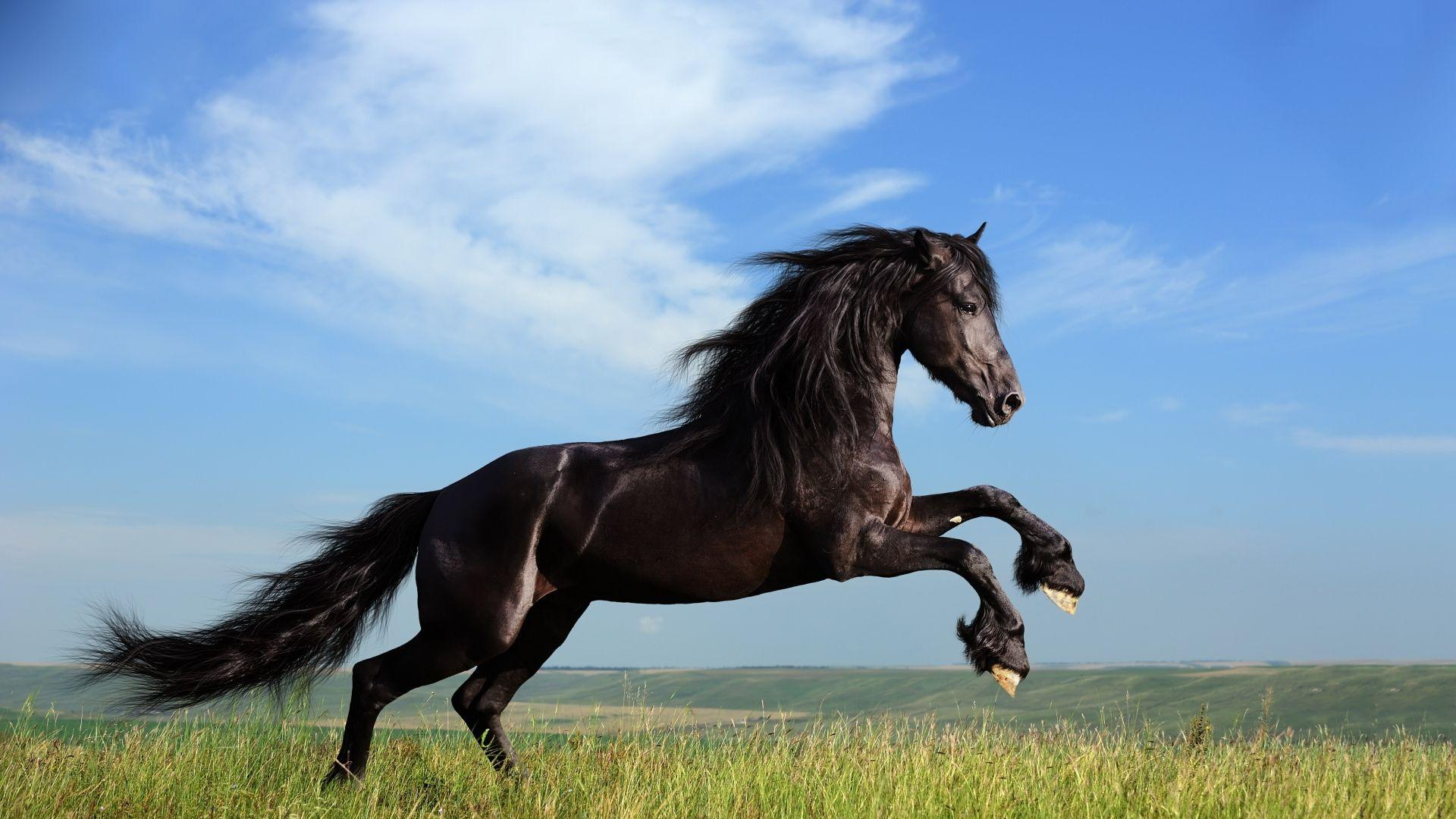1920X1080 Horse Wallpapers - Top Free 1920X1080 Horse Backgrounds ...
