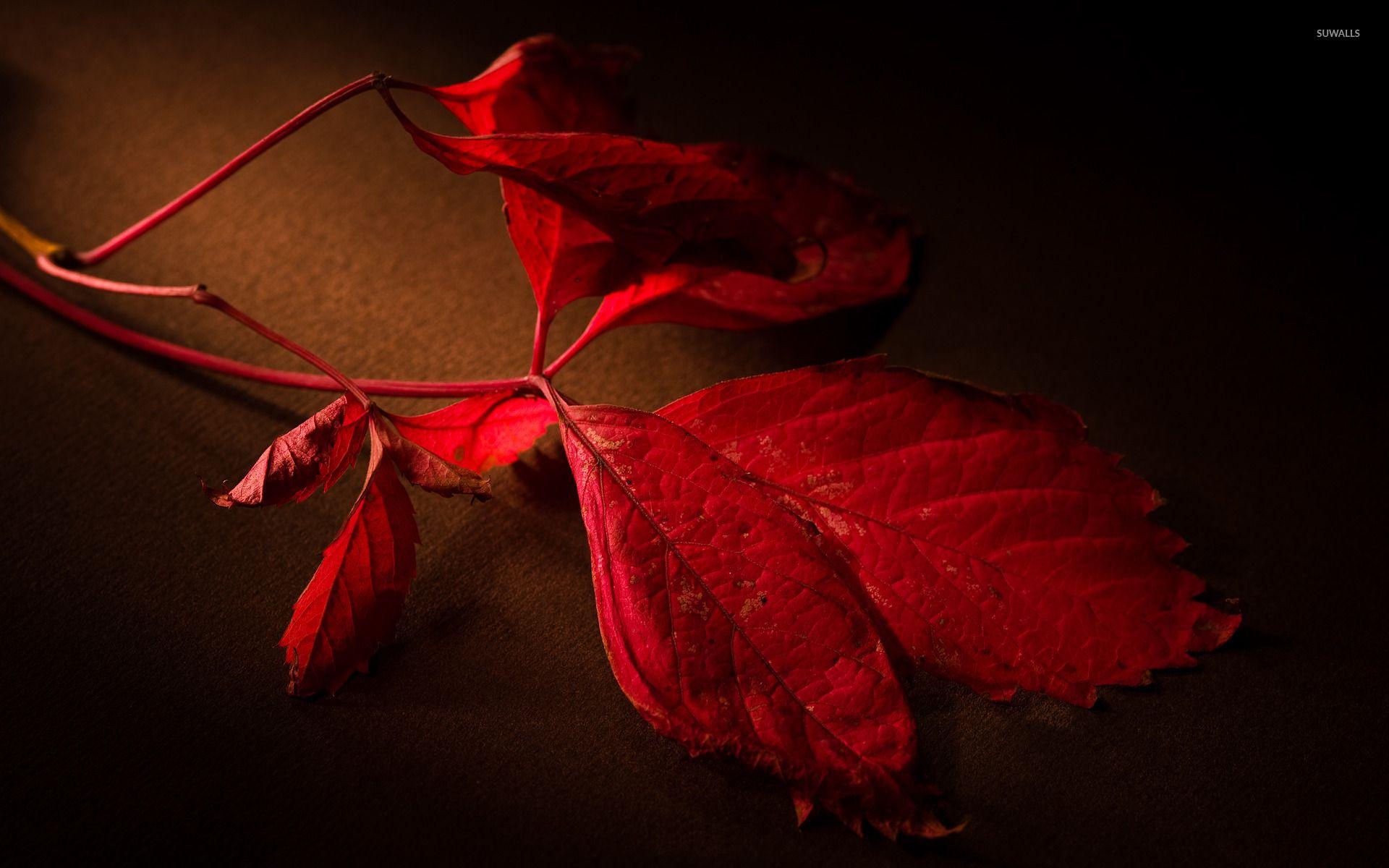 Red Leaf Wallpapers - Top Free Red Leaf Backgrounds - WallpaperAccess