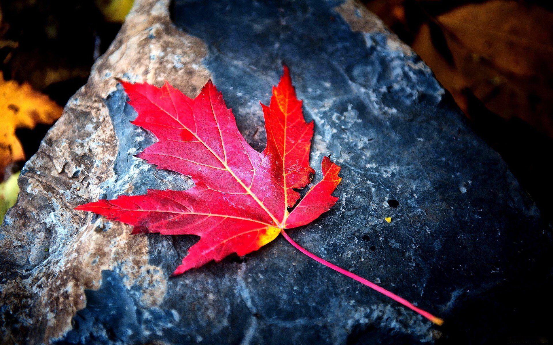 Red Leaf Wallpapers - Top Free Red Leaf Backgrounds - WallpaperAccess