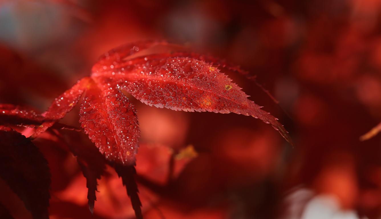 Red Leaf Wallpapers - Top Free Red Leaf Backgrounds - WallpaperAccess