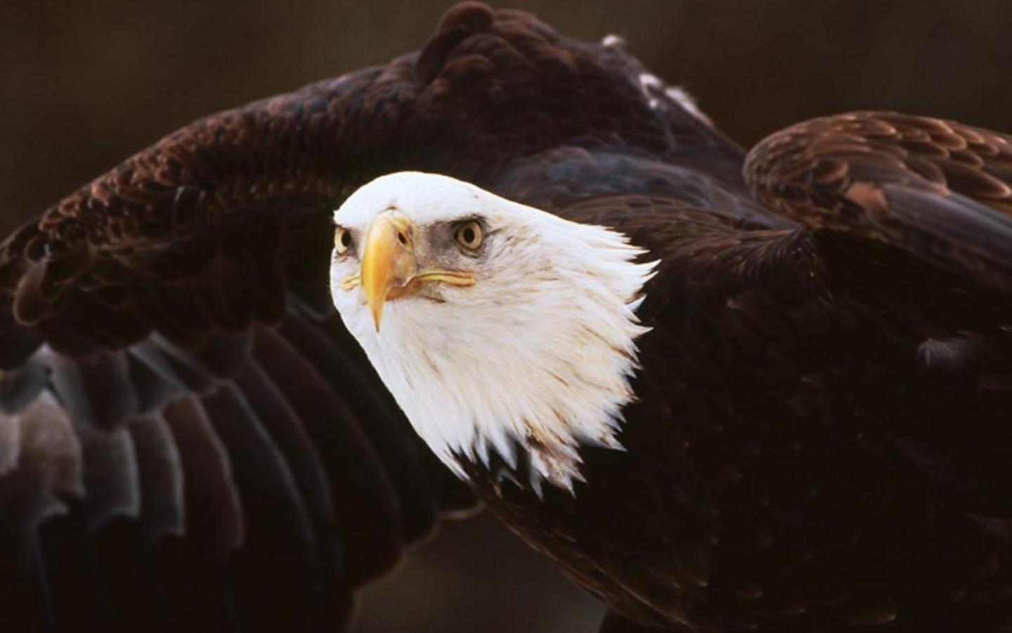 American Bald Eagle Desktop Wallpapers - Top Free American Bald Eagle ...