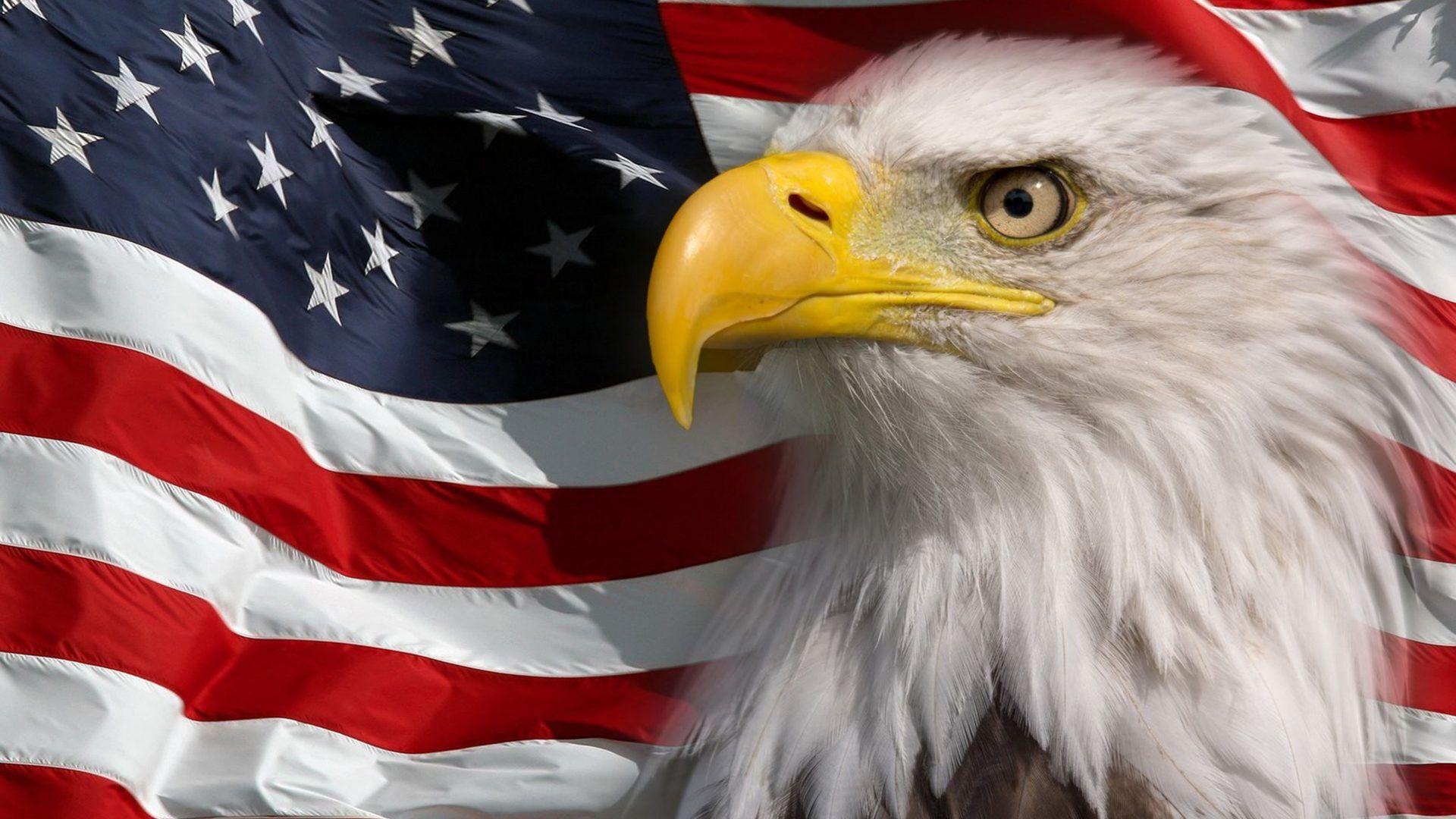 American Bald Eagle Desktop Wallpapers - Top Free American Bald Eagle ...