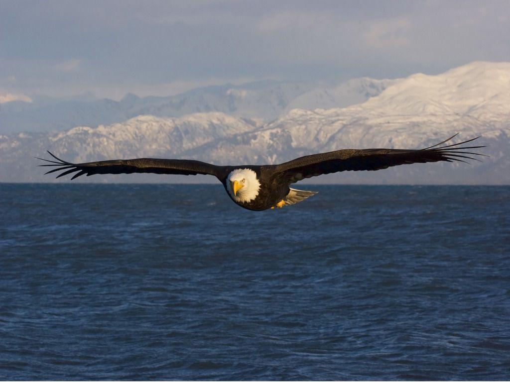 American Bald Eagle Desktop Wallpapers - Top Free American Bald Eagle ...