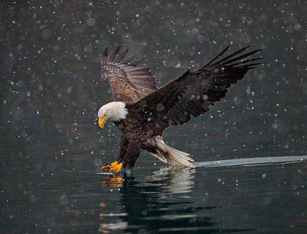 American Bald Eagle Desktop Wallpapers - Top Free American Bald Eagle ...