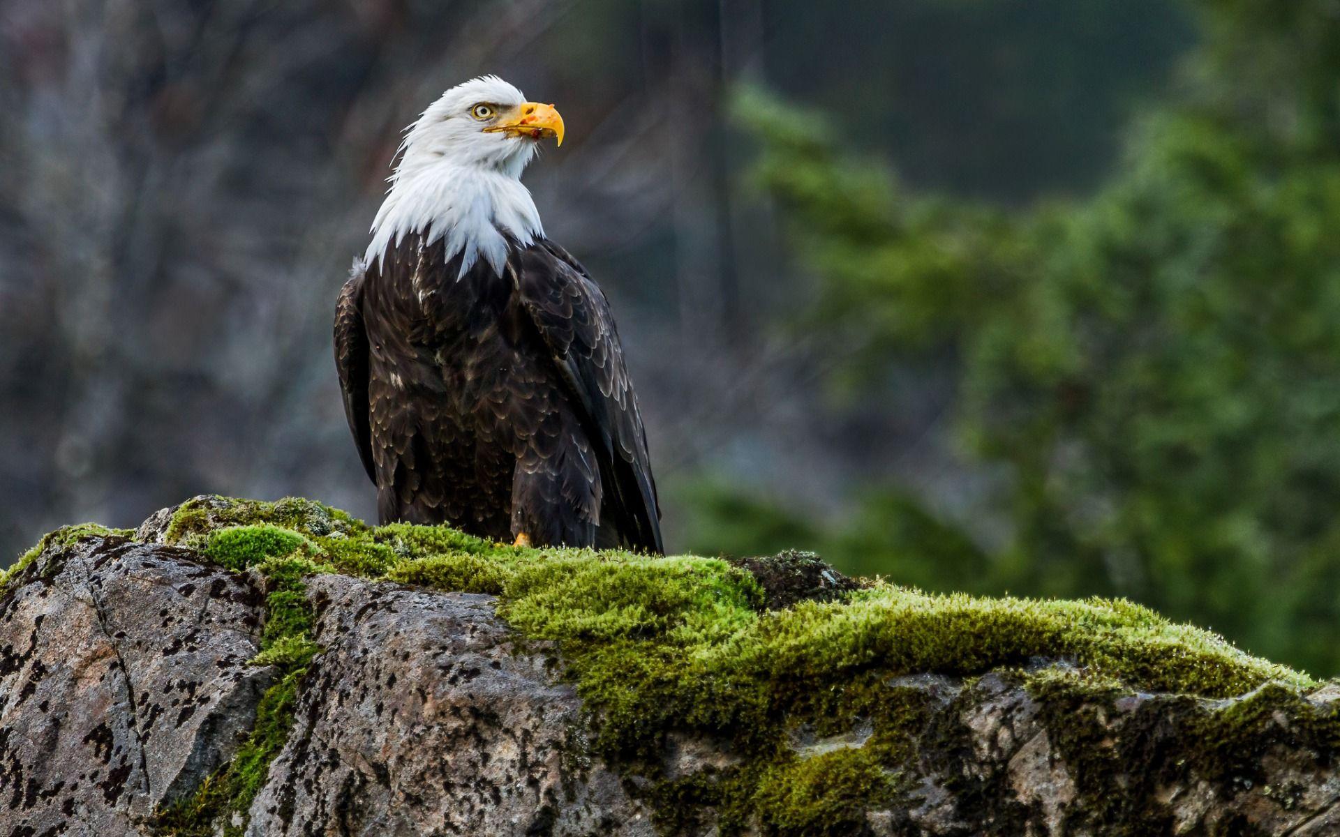 American Bald Eagle Desktop Wallpapers - Top Free American Bald Eagle ...