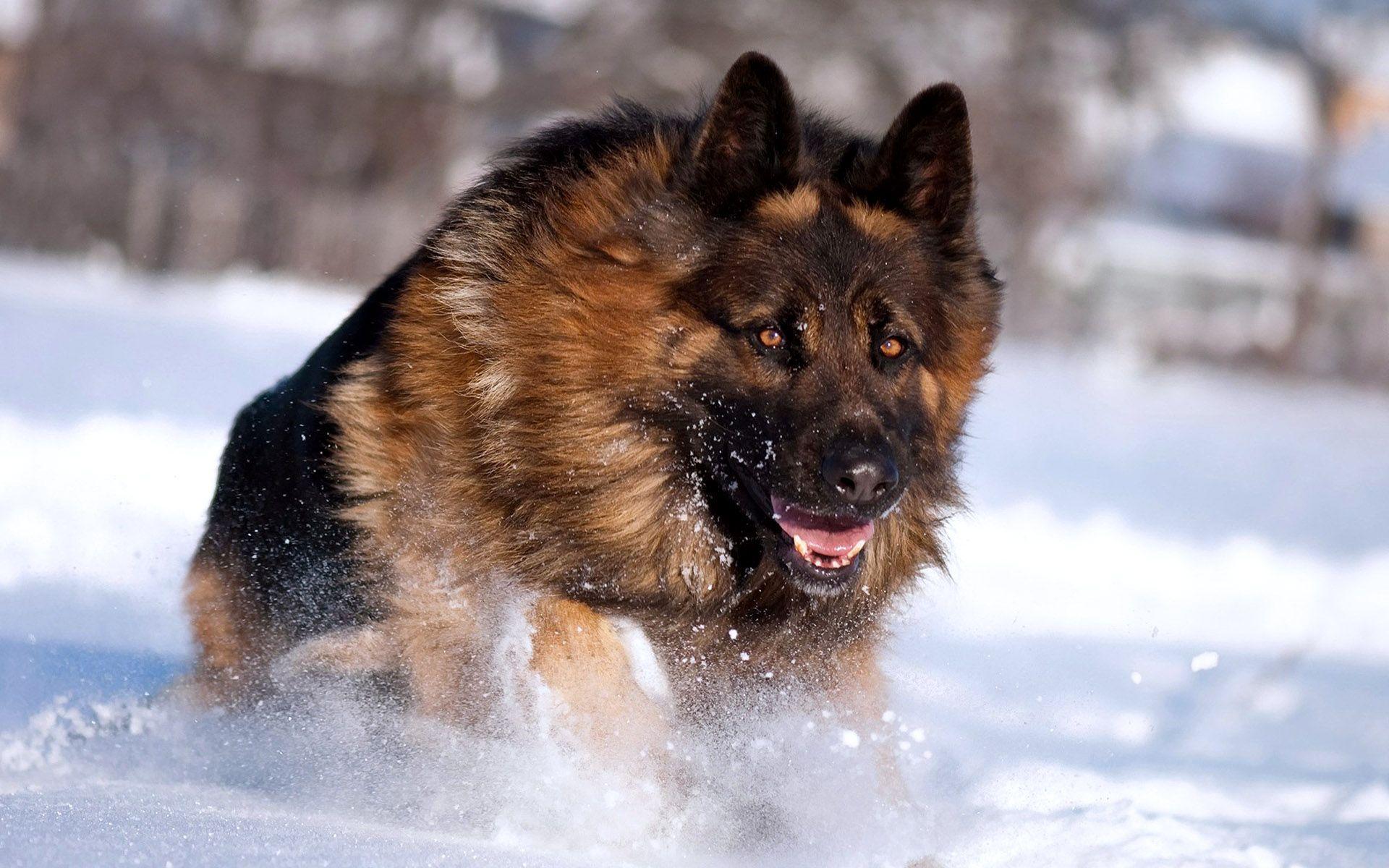 Police Dog Wallpapers - Top Free Police Dog Backgrounds - WallpaperAccess