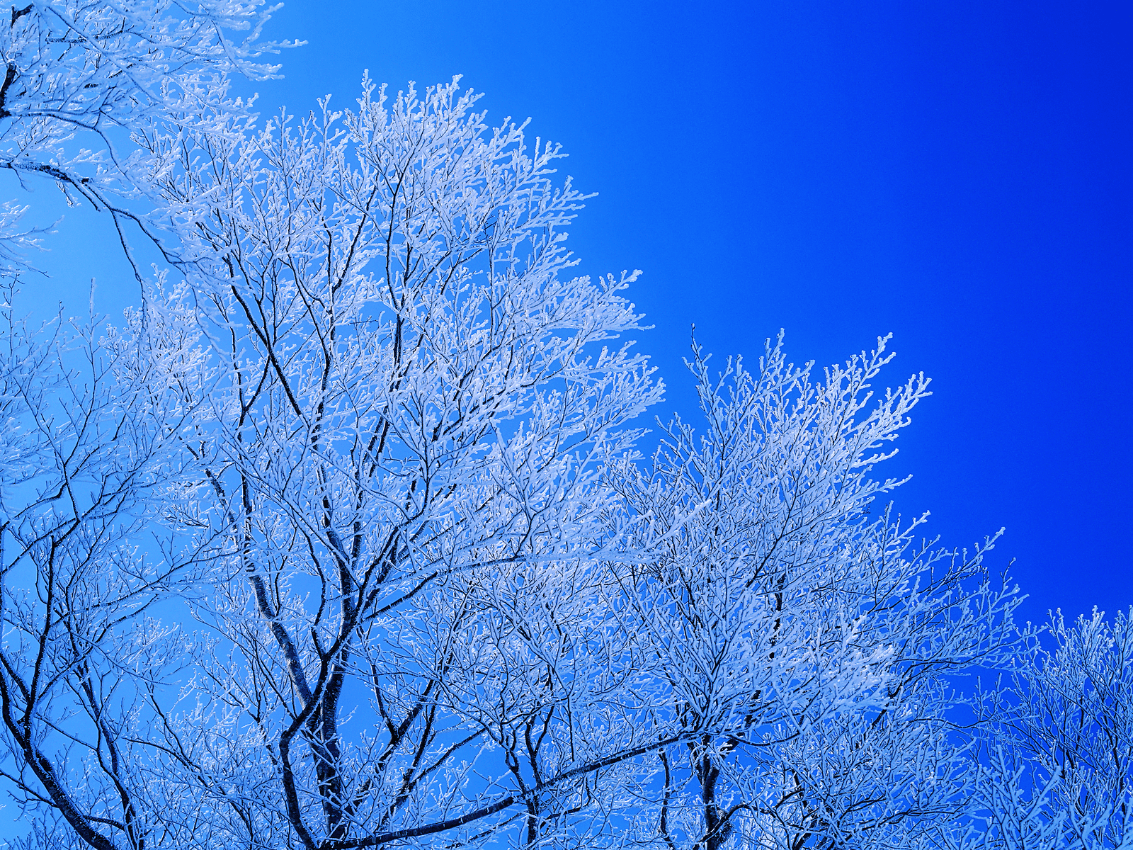 Book Tree Wallpapers - Top Free Book Tree Backgrounds - WallpaperAccess