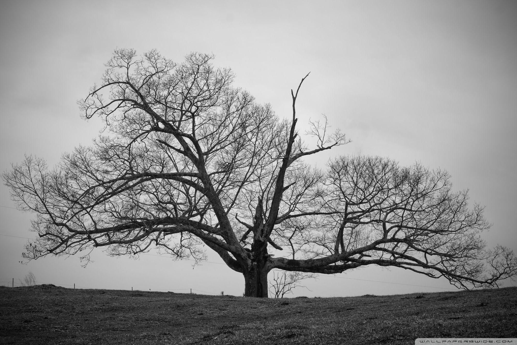 Book Tree Wallpapers - Top Free Book Tree Backgrounds - WallpaperAccess