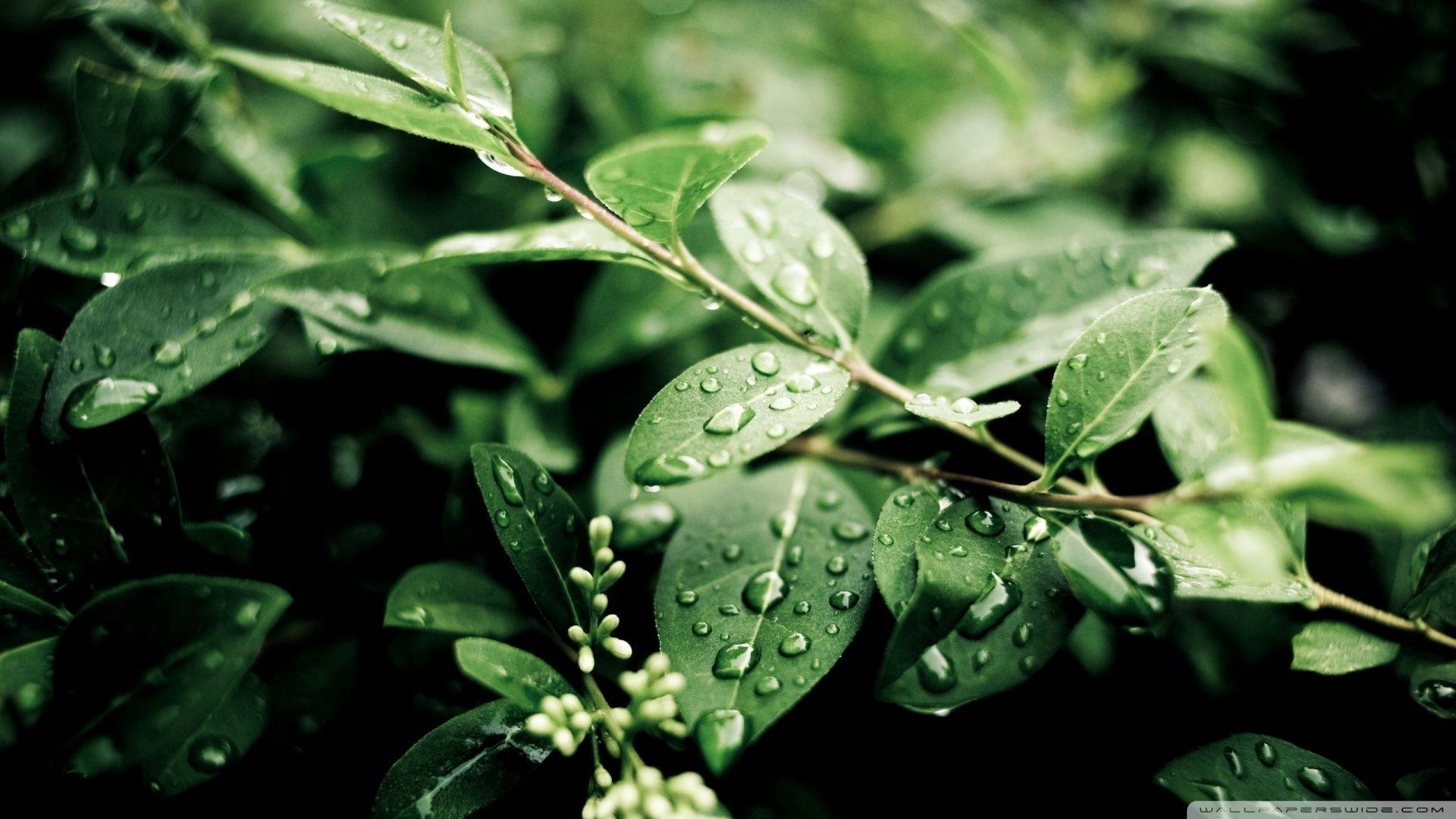 After Rain Wallpapers - Top Free After Rain Backgrounds - WallpaperAccess