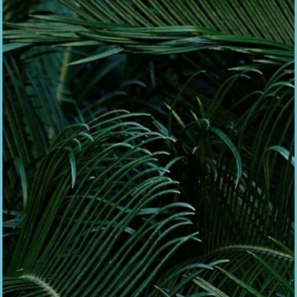 Aesthetic Tumblr Plant Wallpapers - Top Free Aesthetic Tumblr Plant ...
