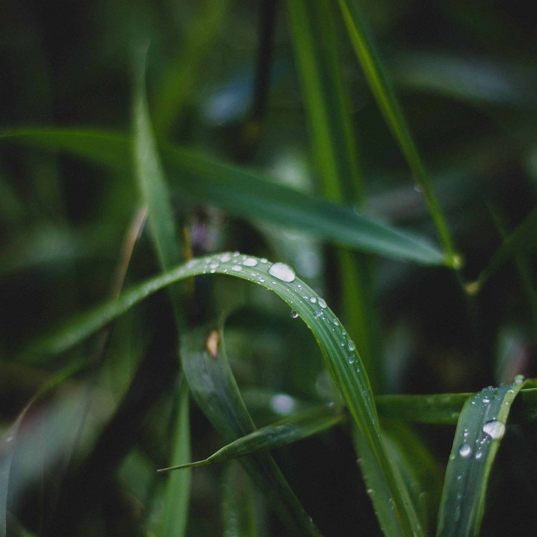 After Rain Wallpapers - Top Free After Rain Backgrounds - WallpaperAccess