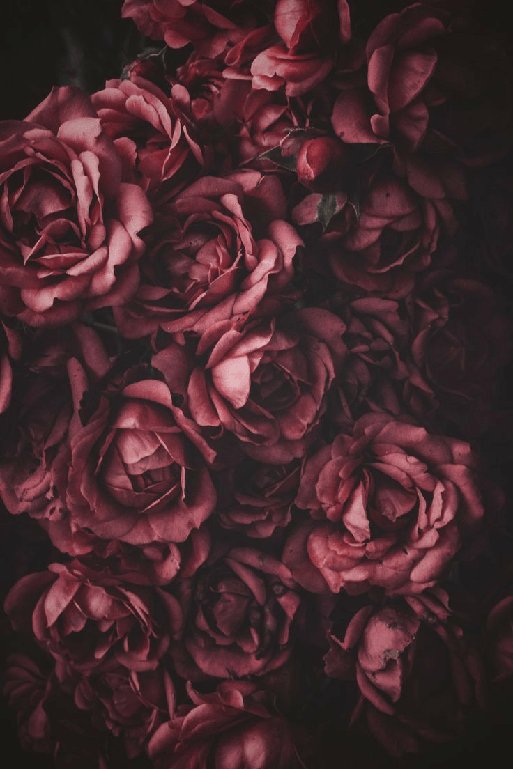 Burgundy Roses Wallpapers - Top Free Burgundy Roses Backgrounds - WallpaperAccess