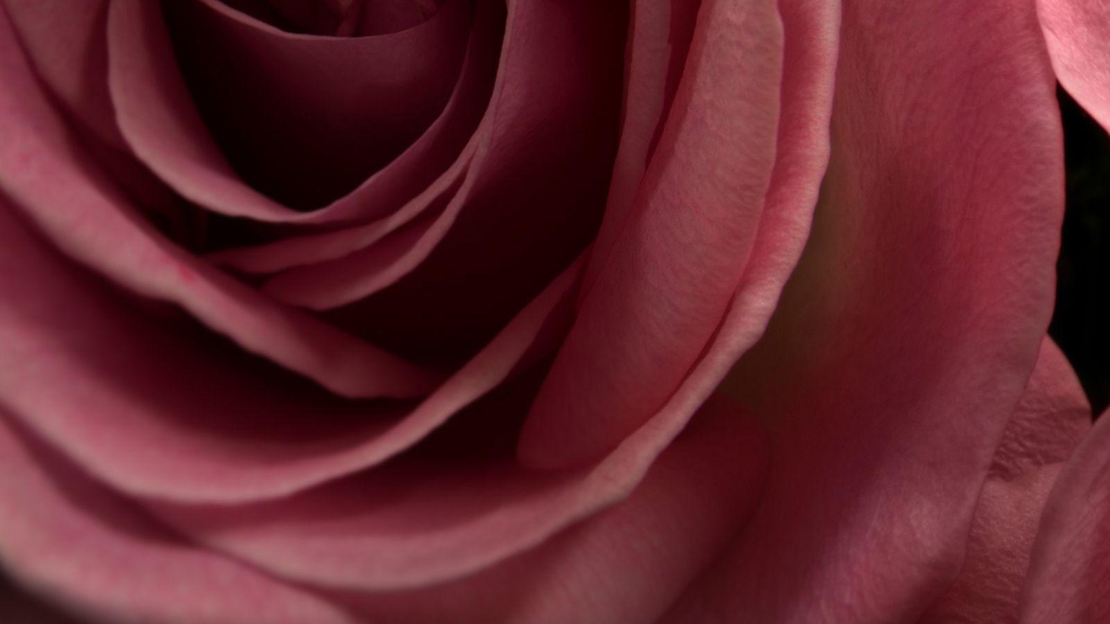 Burgundy Roses Wallpapers - Top Free Burgundy Roses Backgrounds ...