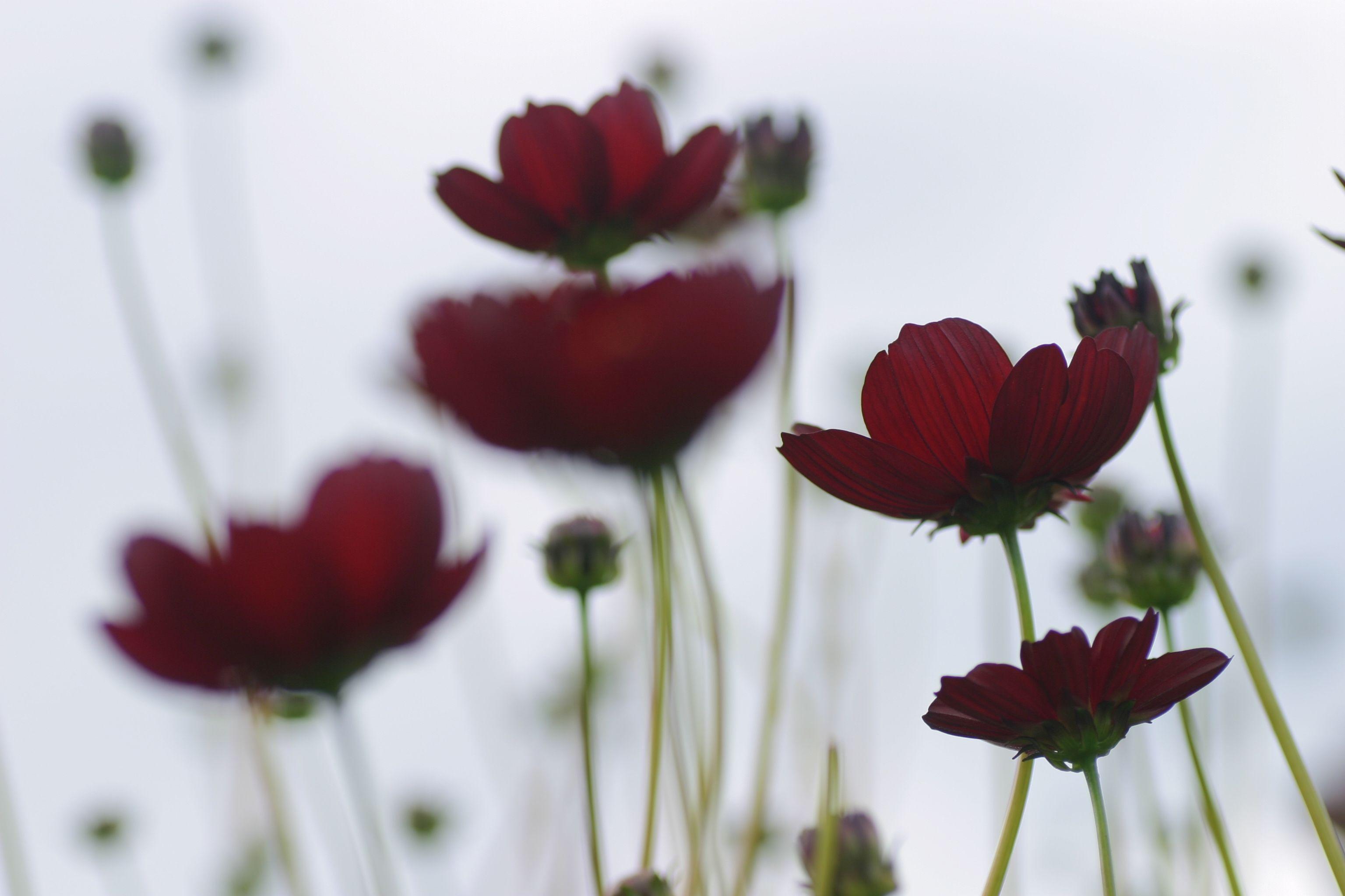 Dark Red Flower Wallpapers - Top Free Dark Red Flower Backgrounds ...