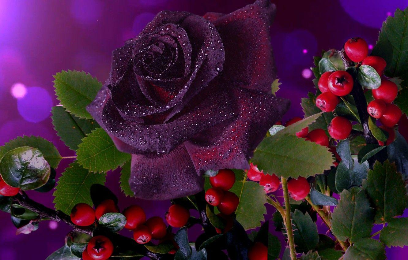 Burgundy Roses Wallpapers - Top Free Burgundy Roses Backgrounds ...