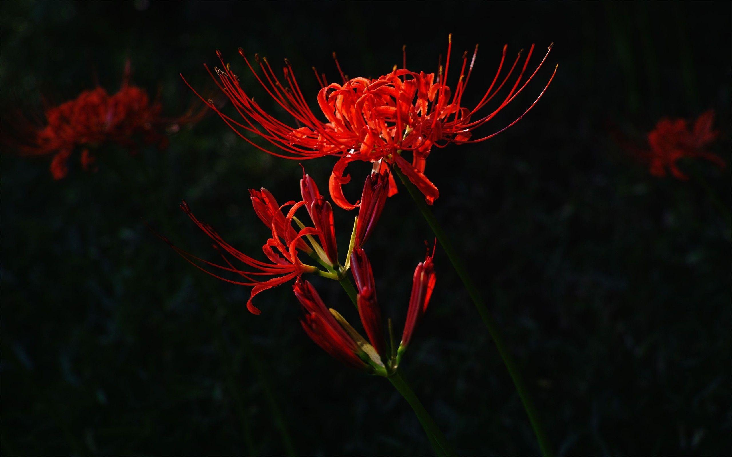 Dark Red Flower Wallpapers - Top Free Dark Red Flower Backgrounds ...
