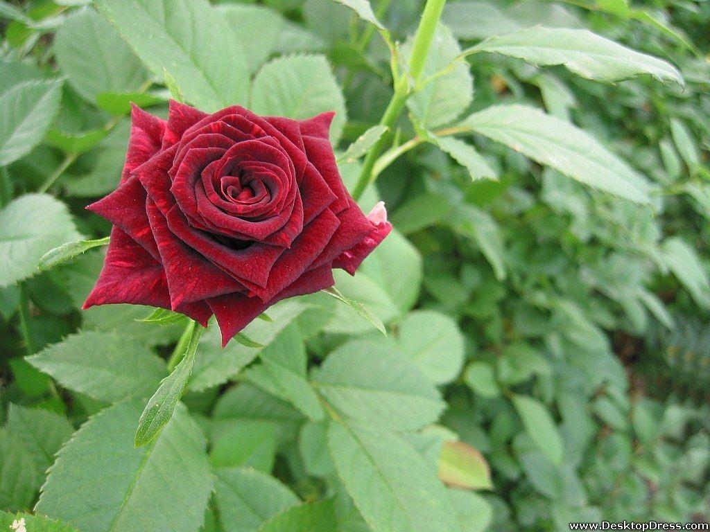 Dark Red Flower Wallpapers - Top Free Dark Red Flower Backgrounds ...